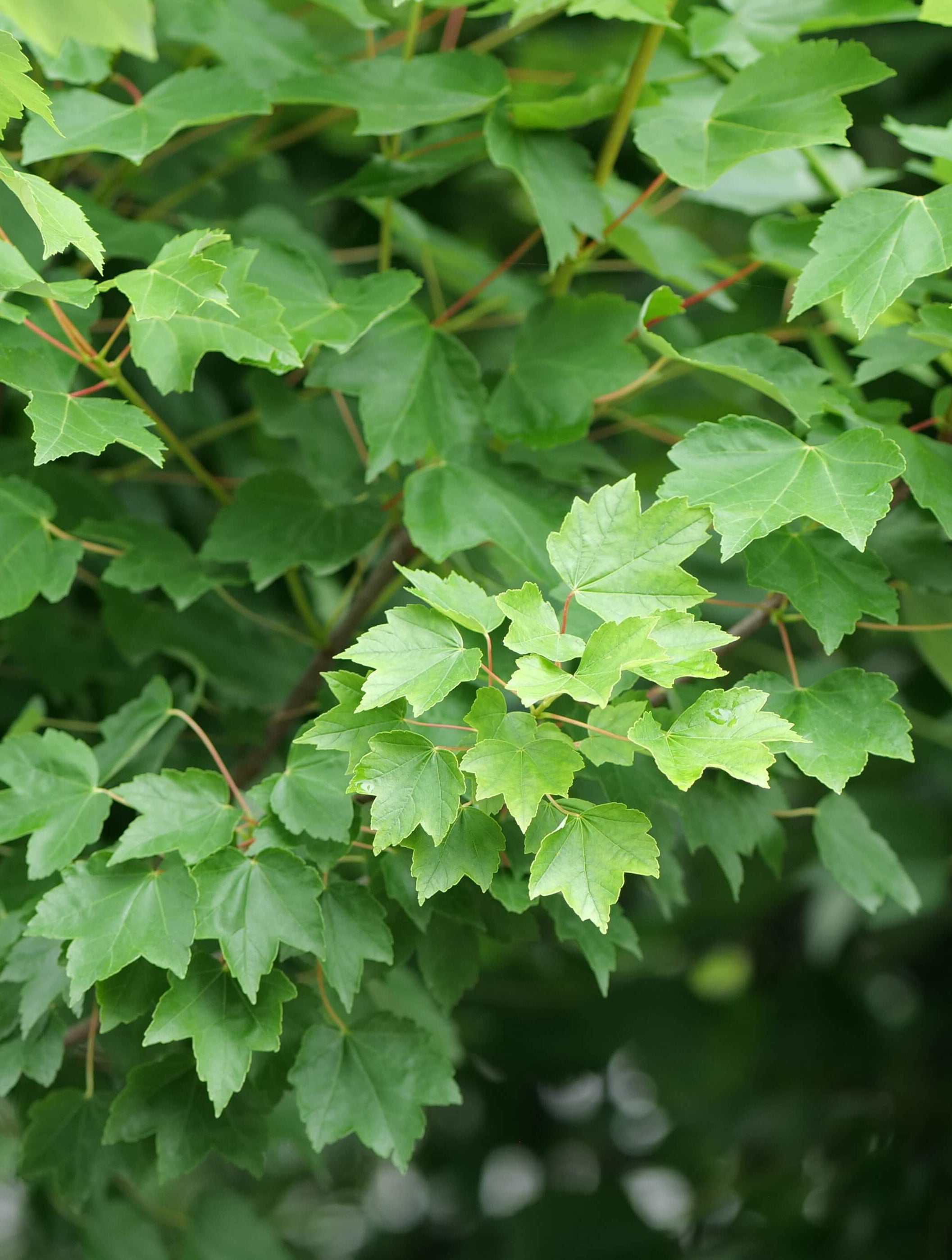 Buy Acer Rubrum Brandywine at CJ's Plant Farm