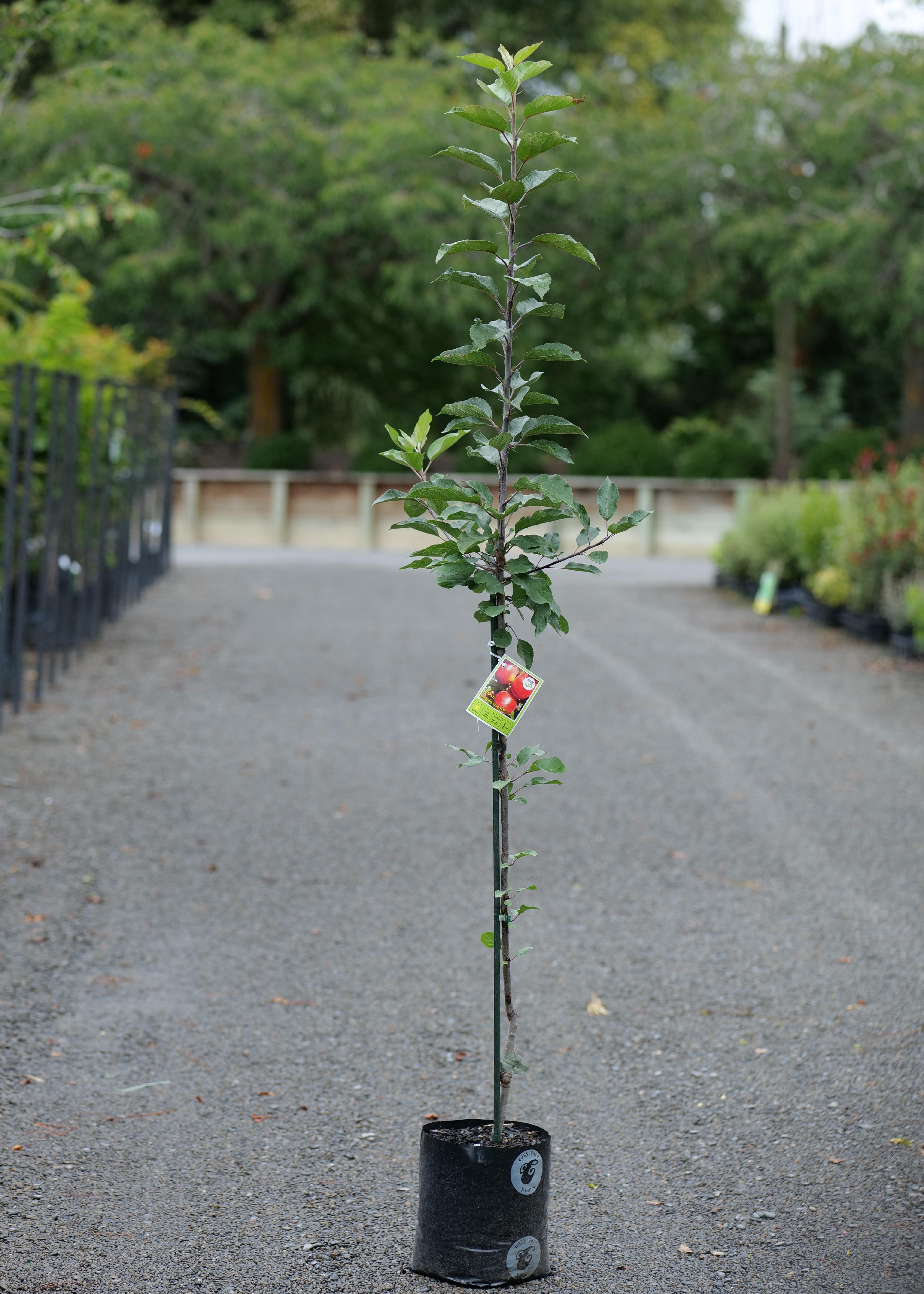 Apple Ariane – CJ's Plant Farm