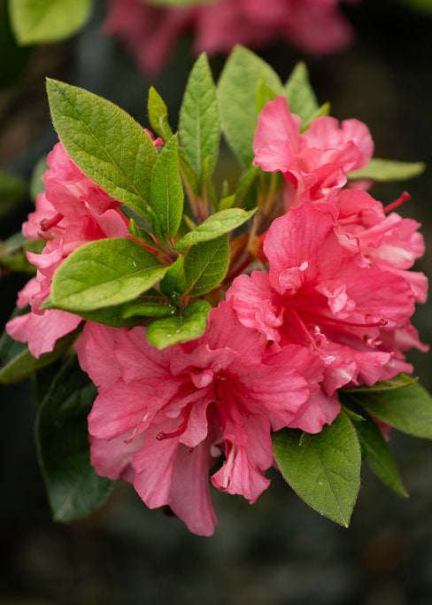 Azalea Autumn Ruby – CJ's Plant Farm