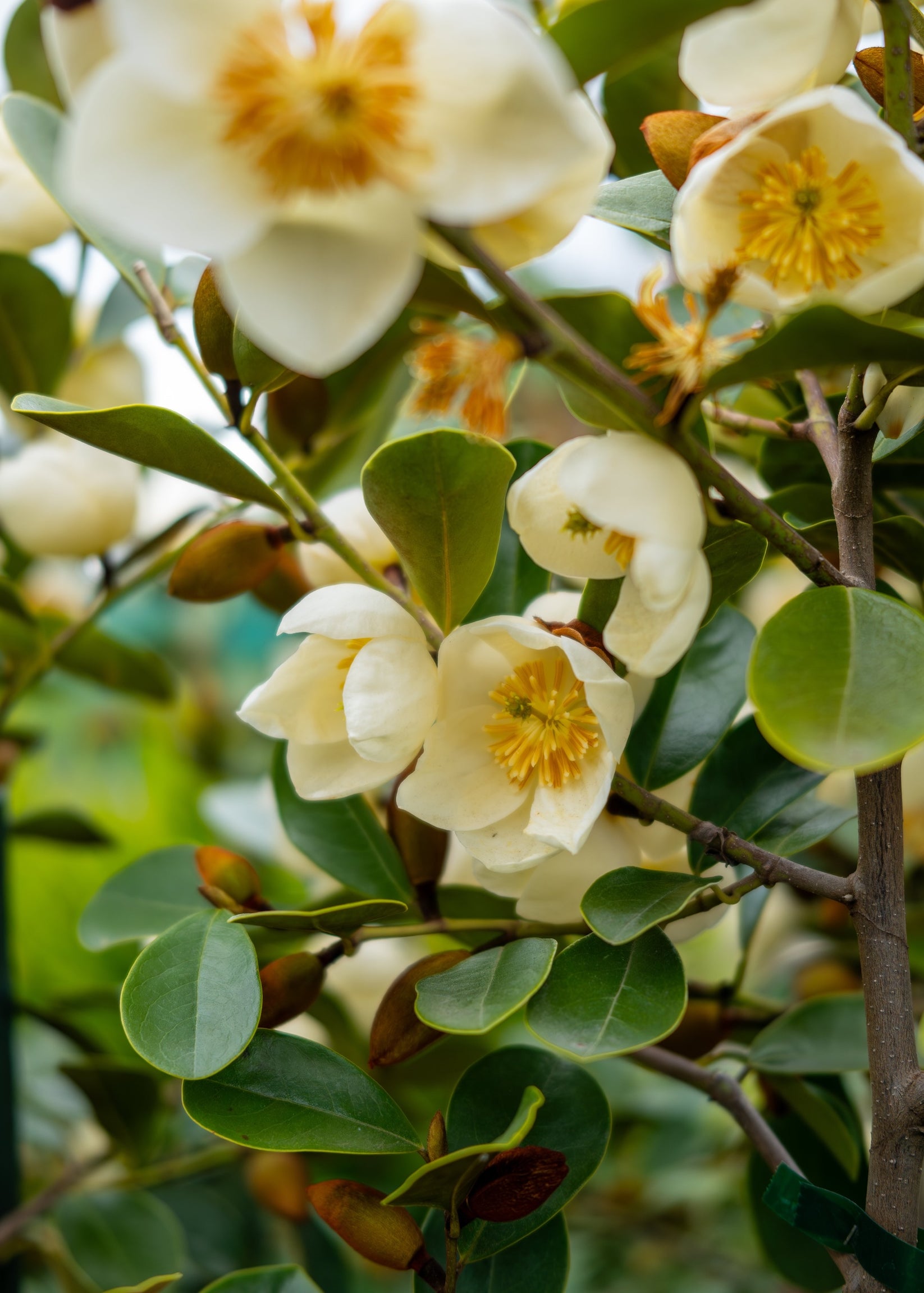 Michelia Princess Grace – Evergreen white flower for NZ Gardens – CJ's ...