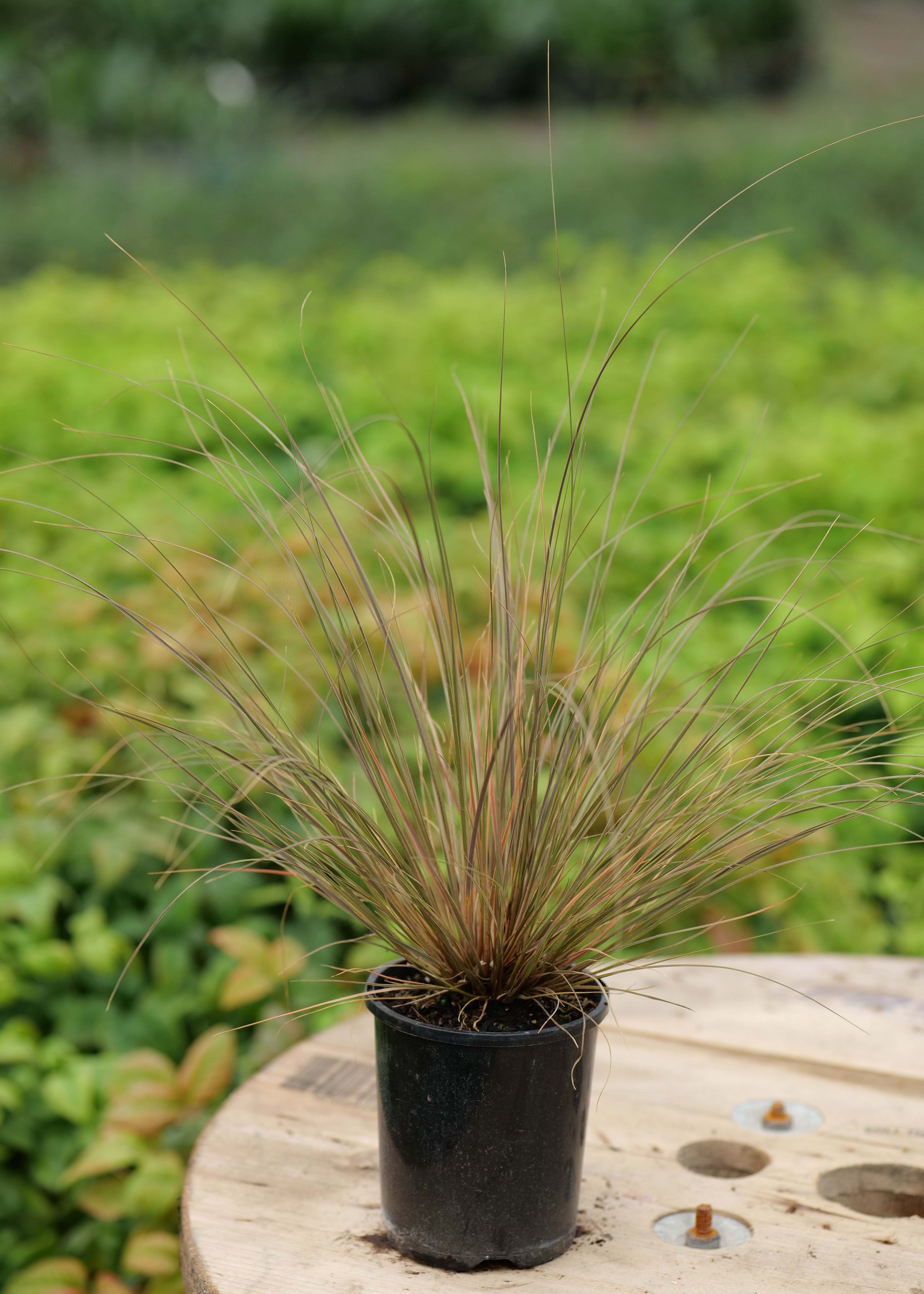 Buy Chionochloa Rubra (Red Tussock) at CJ's Plant Farm