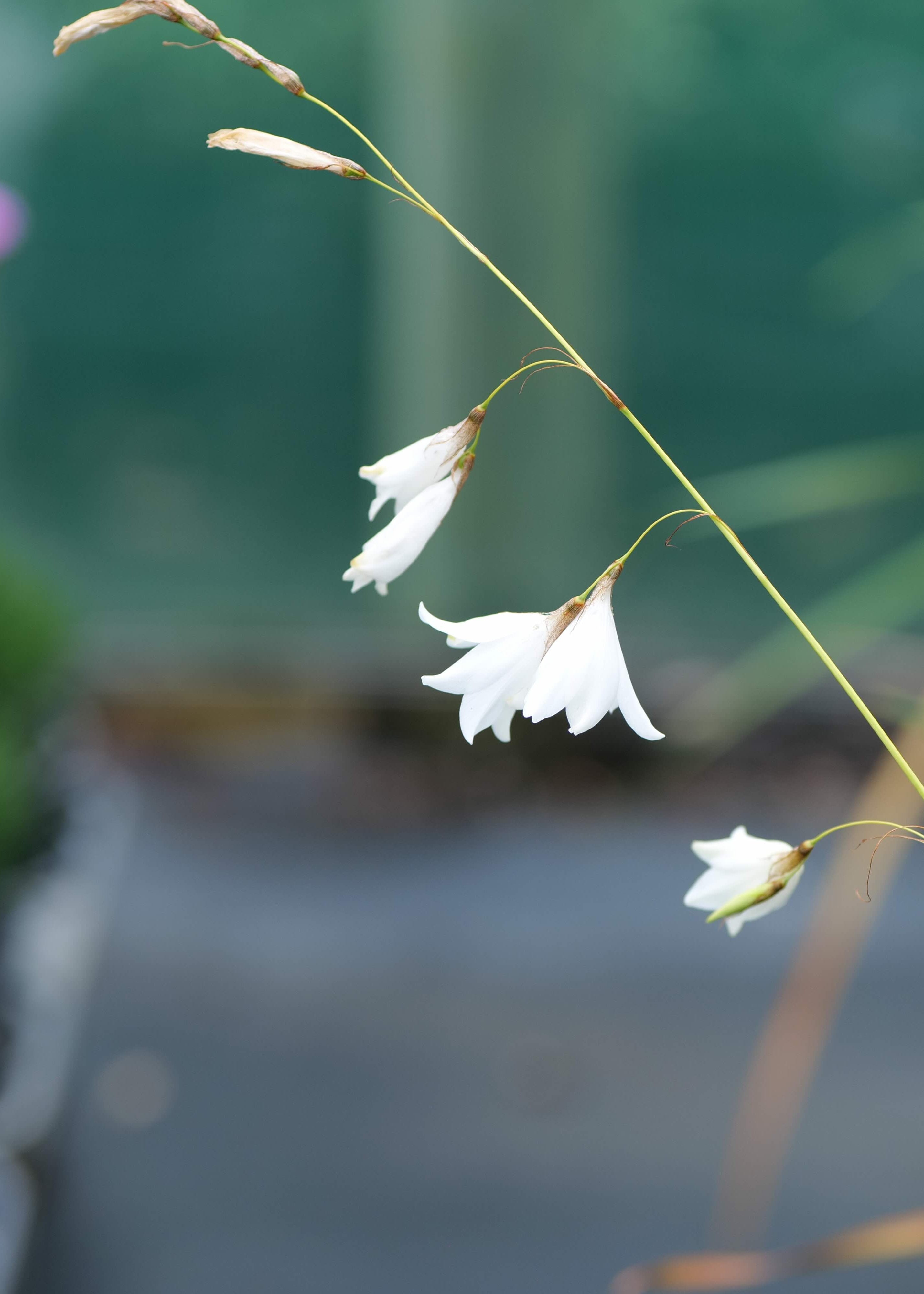 Dierama Alba – CJ's Plant Farm