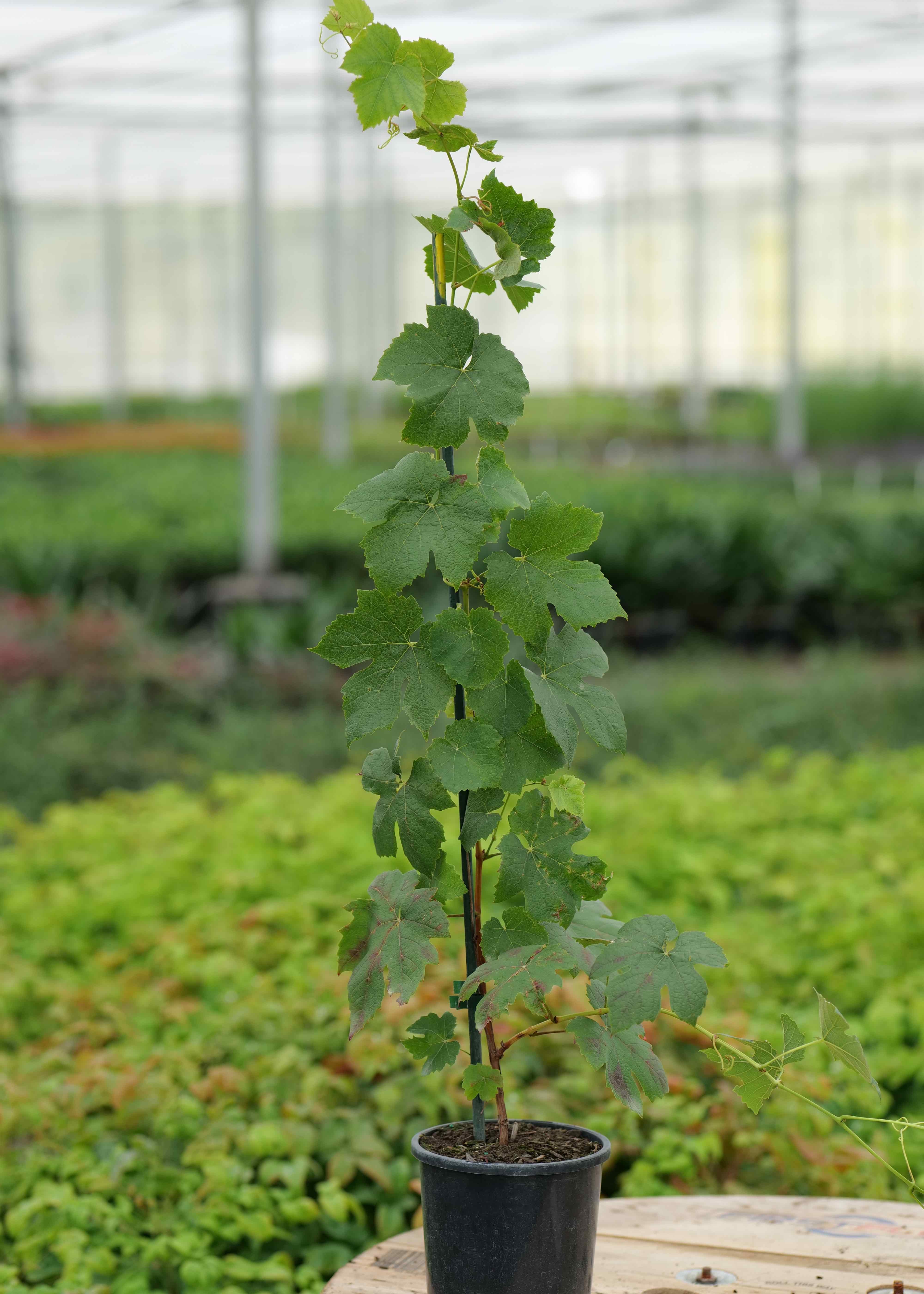 Grape Candice Seedless – CJ's Plant Farm