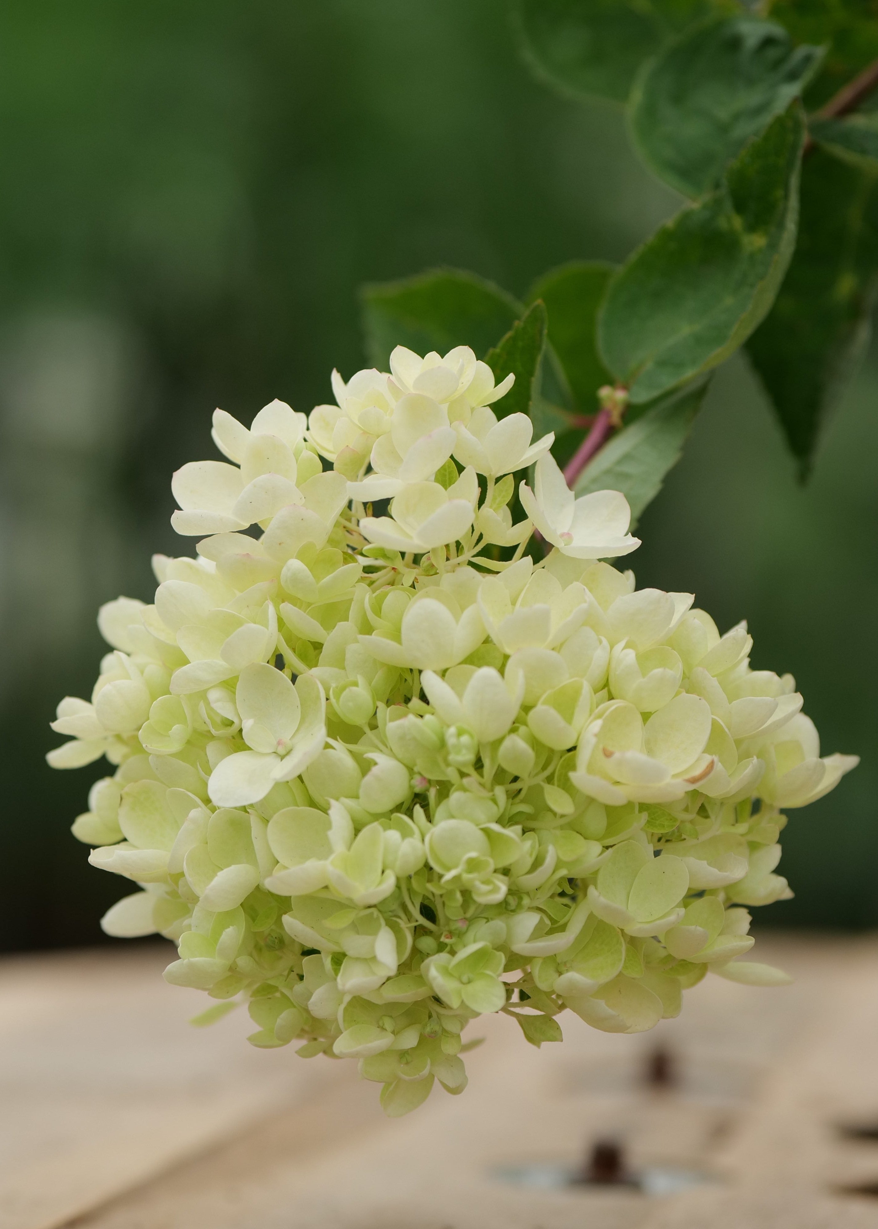 Hydrangea Paniculata Bombshell – CJ's Plant Farm