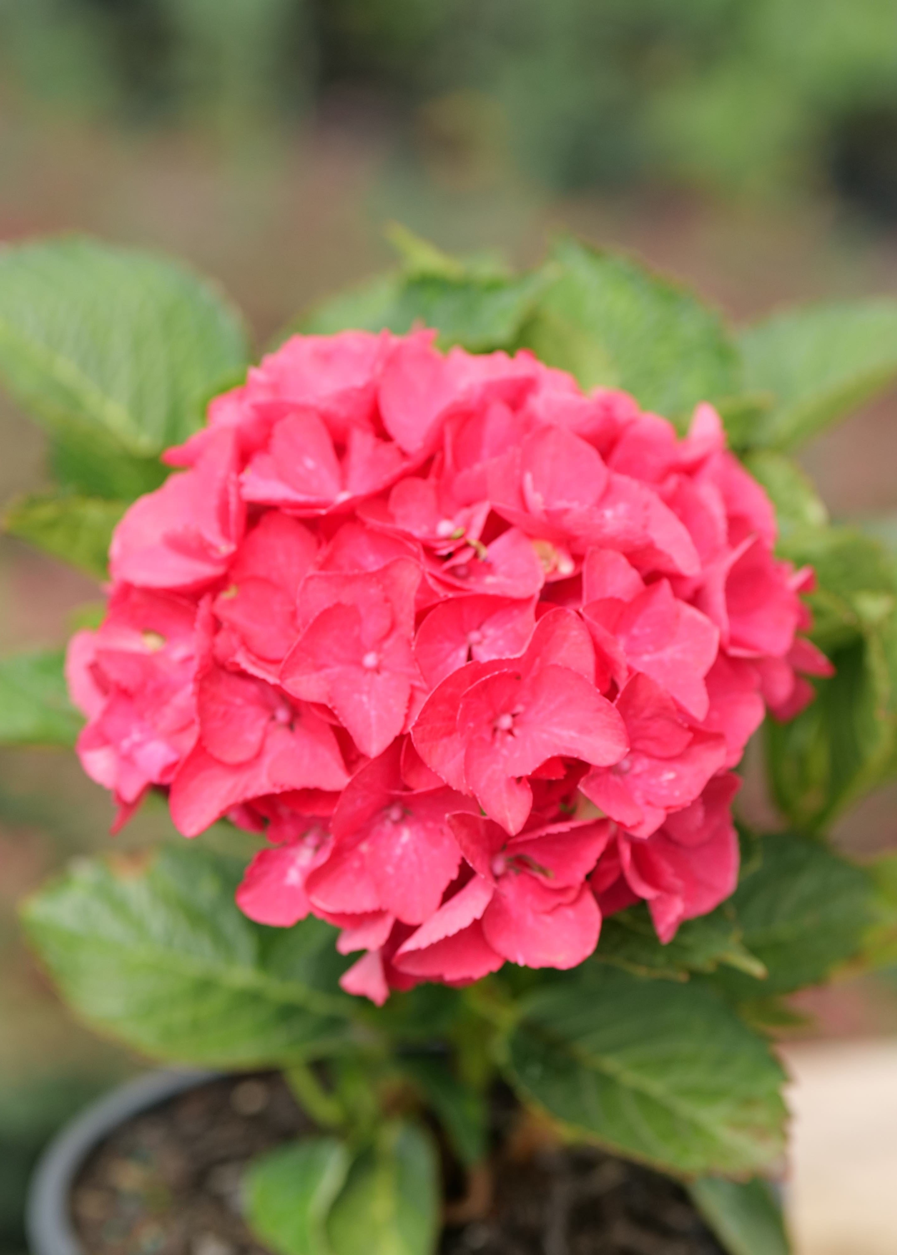 Hydrangea Paris – CJ's Plant Farm