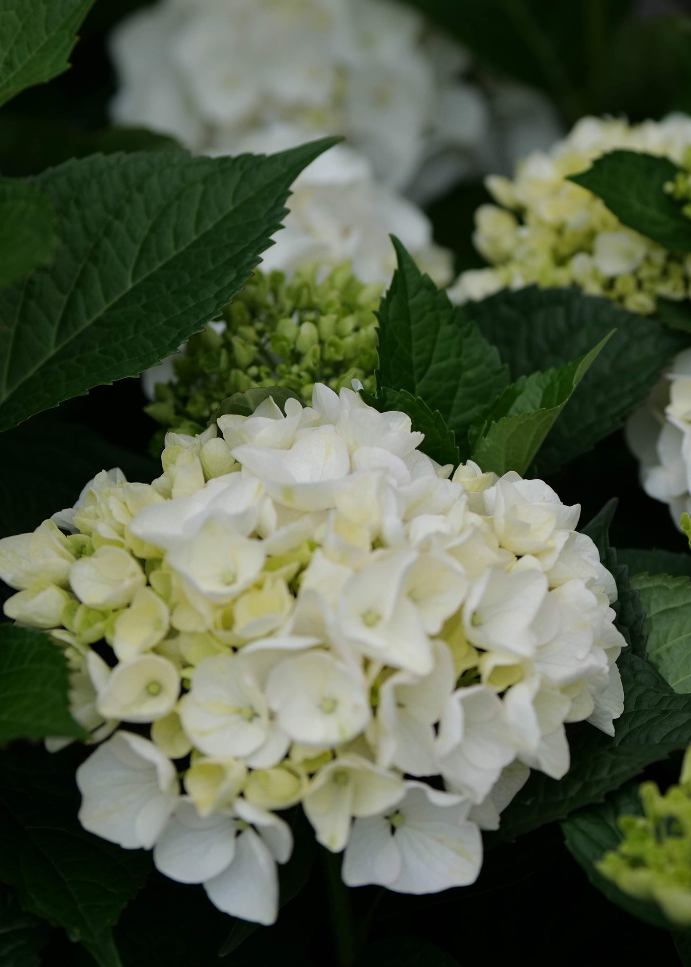 Hydrangea Bridal Bouquet – CJ's Plant Farm