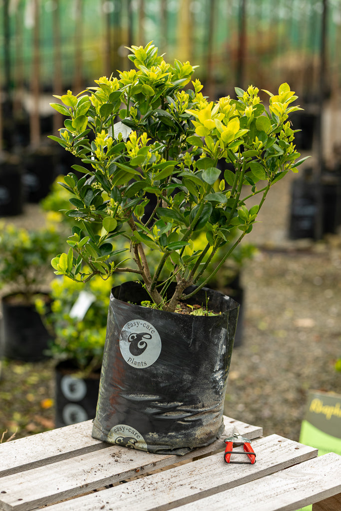 Ilex Largo – CJ's Plant Farm