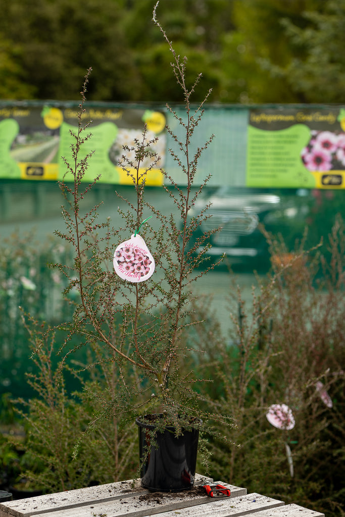Leptospermum Wiri Shelly – CJ's Plant Farm