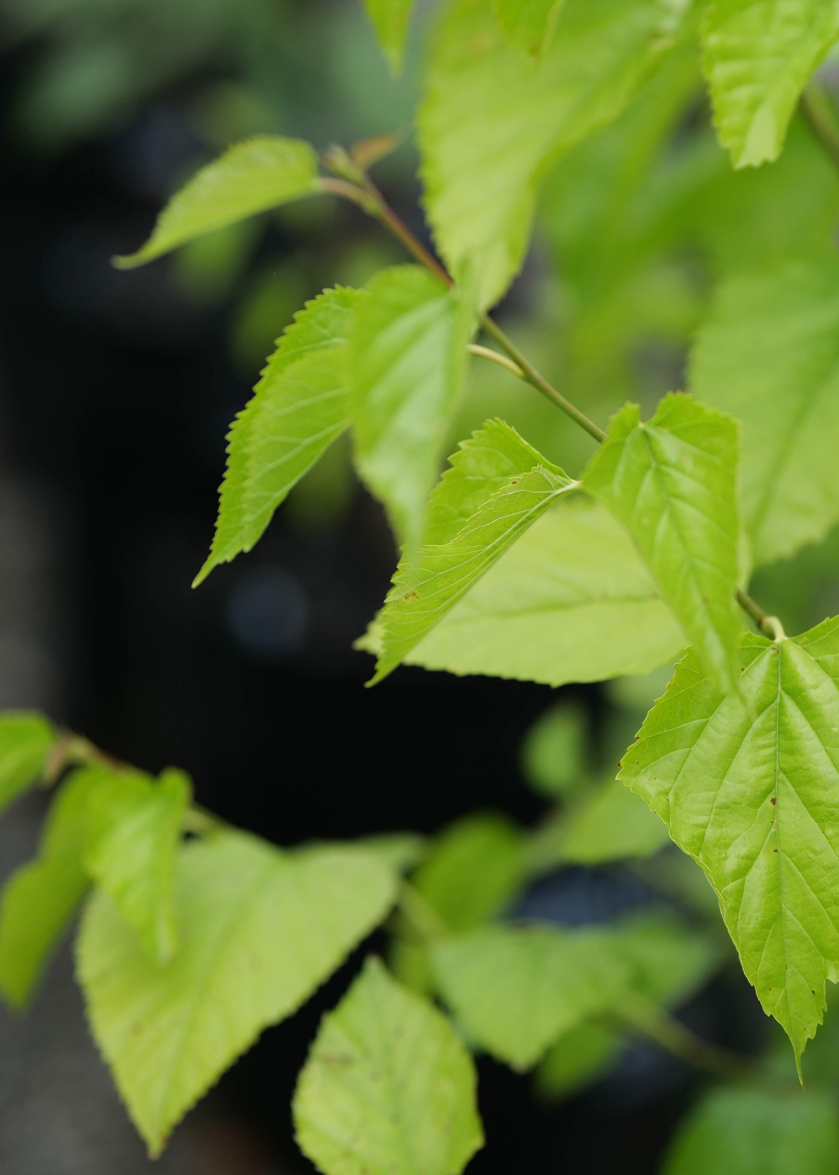 Morus Nigra – CJ's Plant Farm