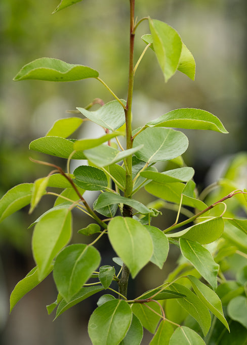 Pear Seckel – CJ's Plant Farm