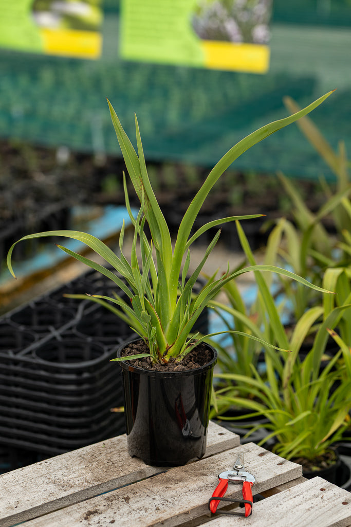 Buy Phormium cookianum | Mountain Flax | NZ Flax Plant – CJ's Plant Farm