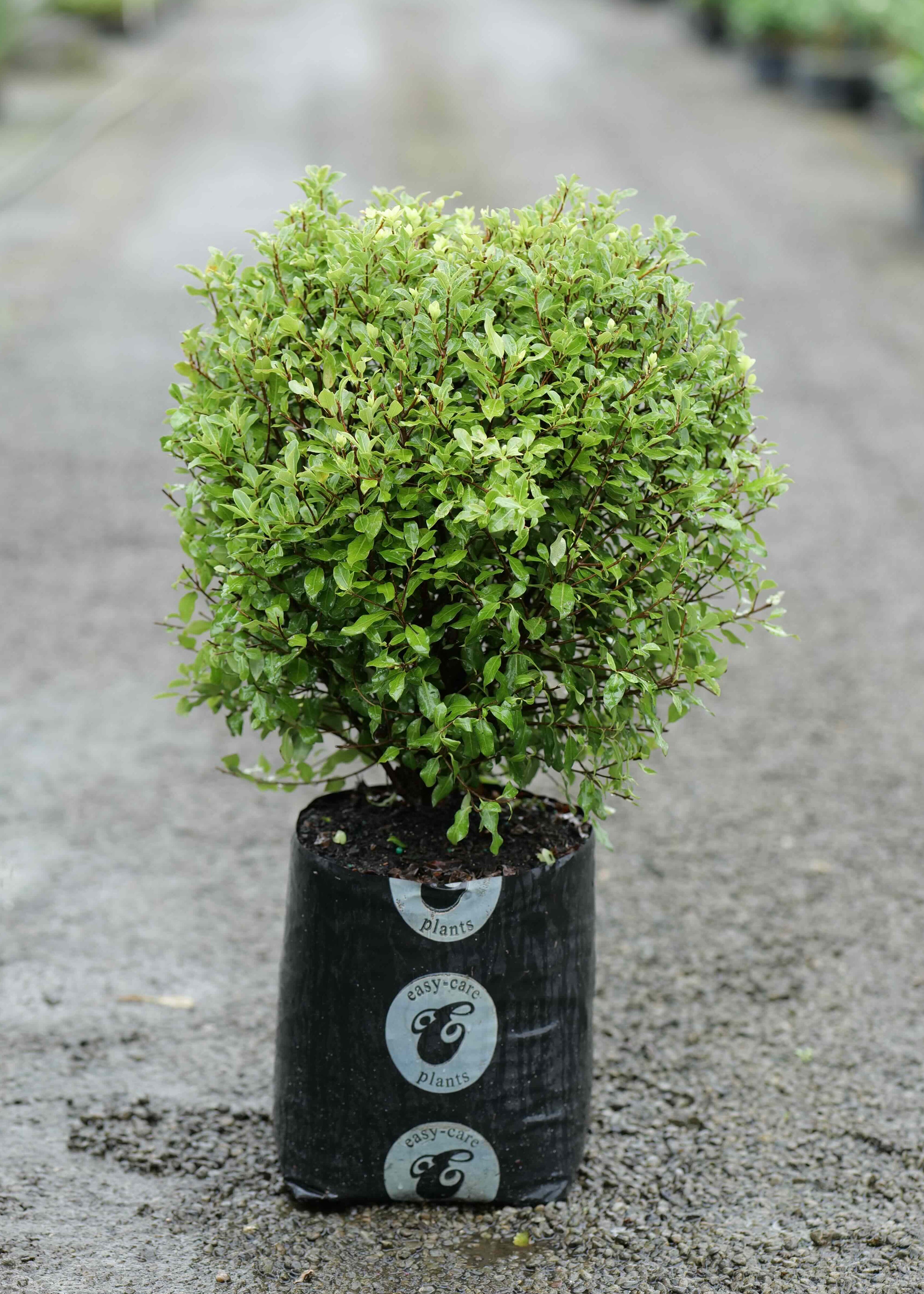 Pittosporum Pom-Pom | Compact Evergreen Shrub NZ | CJ’s Plant Farm – CJ ...