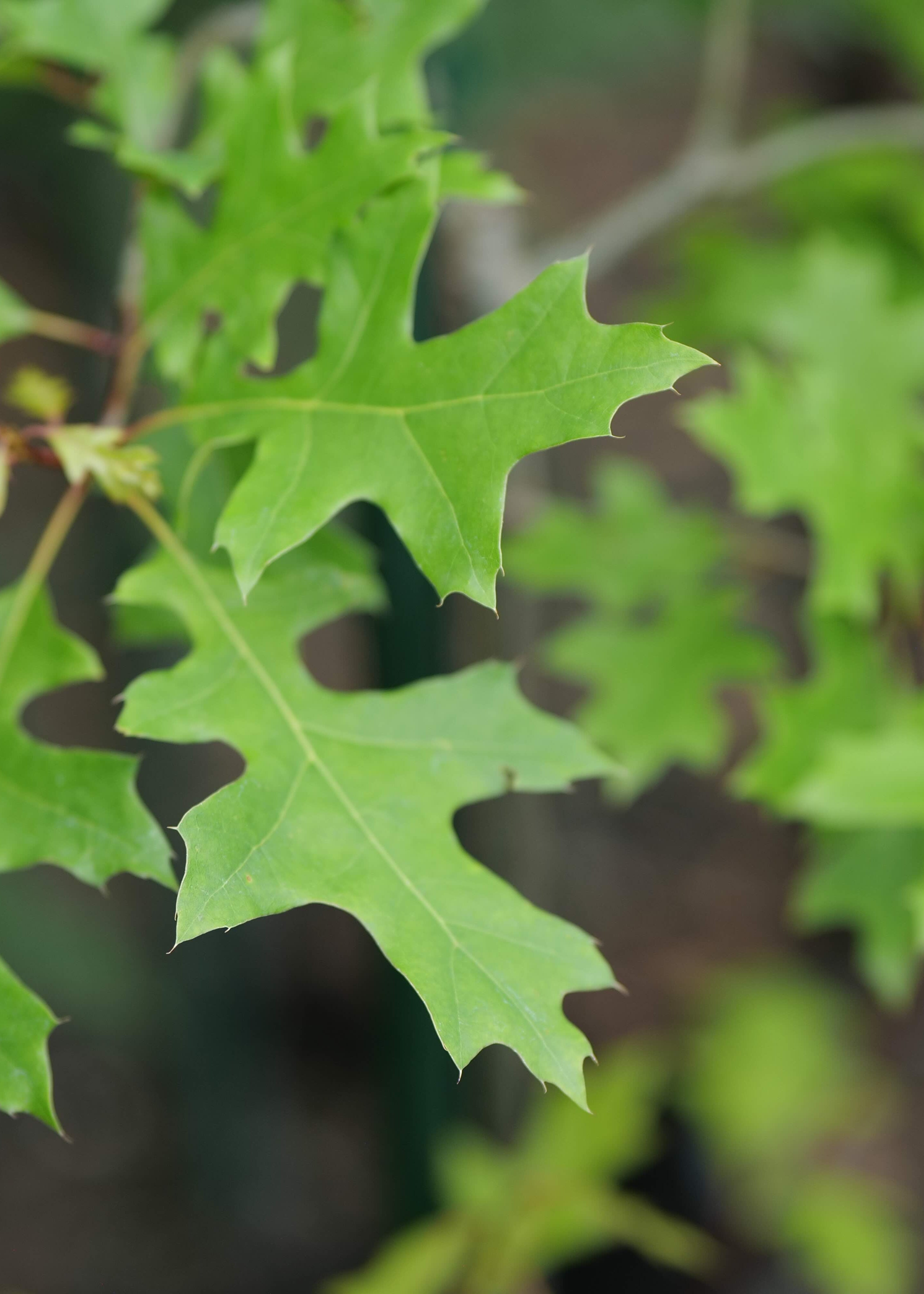 Buy Quercus Palustris at CJ's Plant Farm