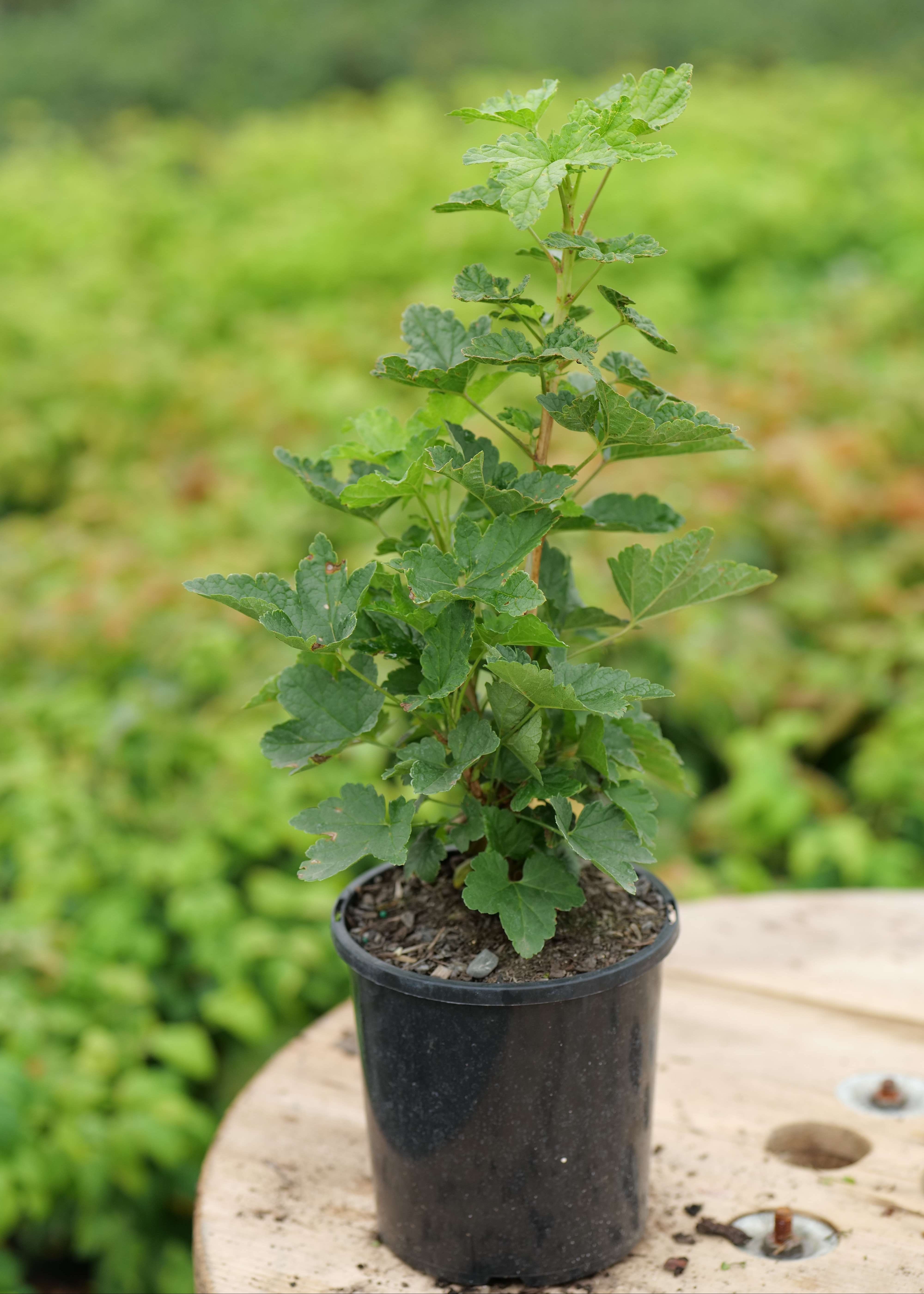 Buy Red Currant Plants NZ | Fruiting Currant Bush at CJ's Plant Farm