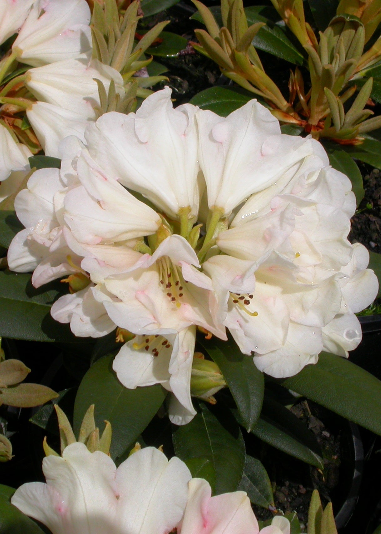 Rhododendron Grumpy – CJ's Plant Farm