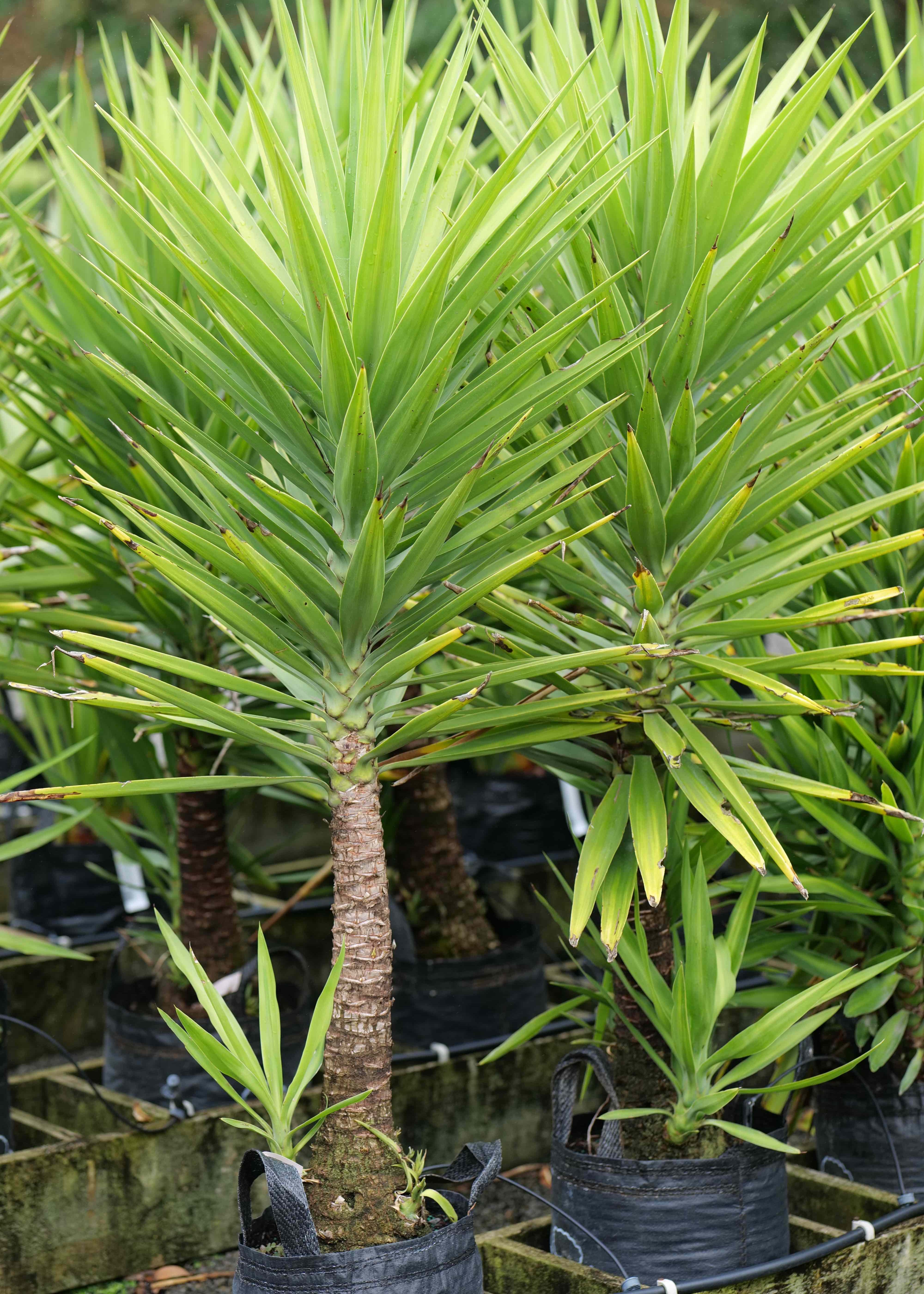 Yucca Elephantipes – CJ's Plant Farm