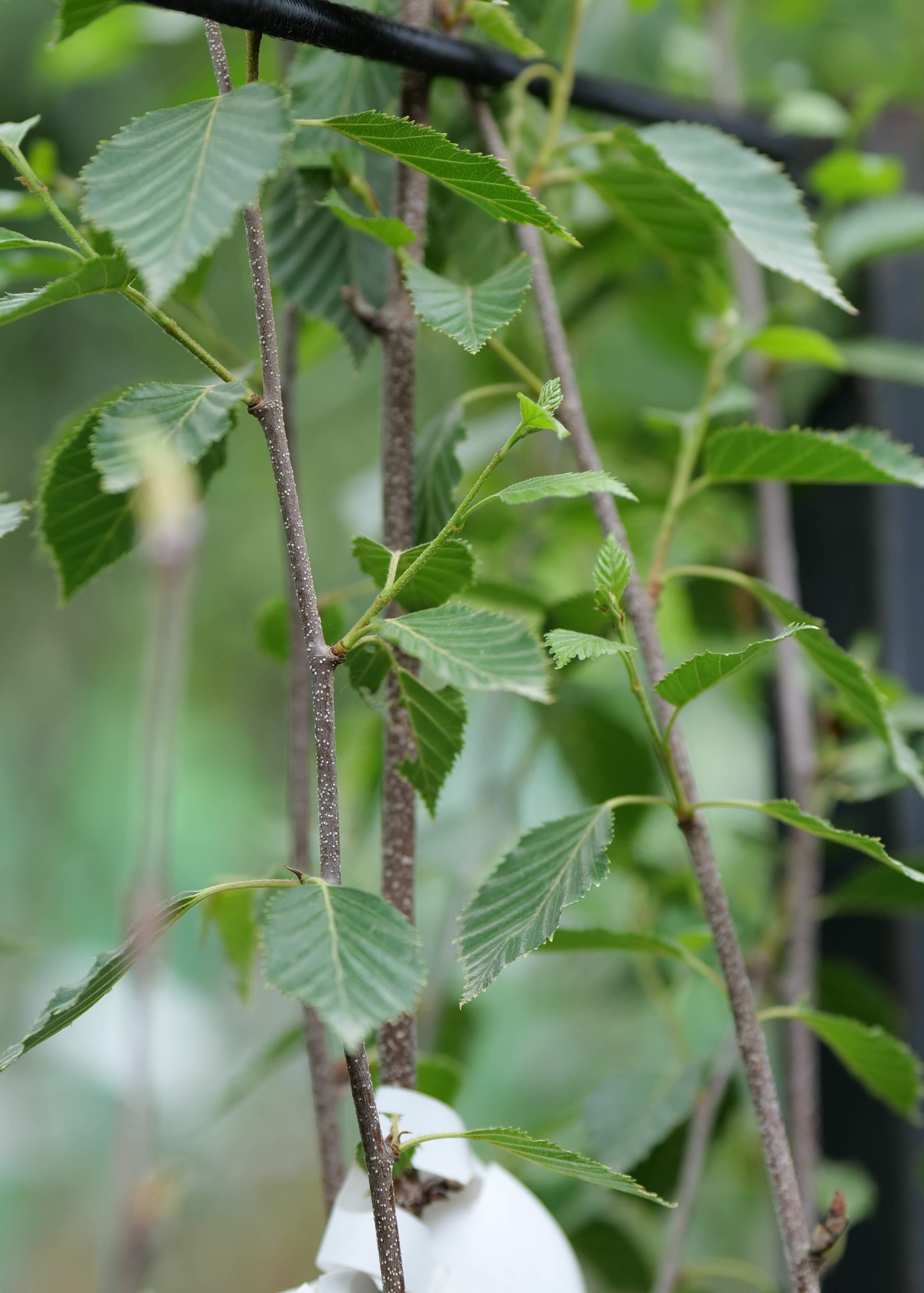 Betula Whitespire - Himalayan Birch – CJ's Plant Farm