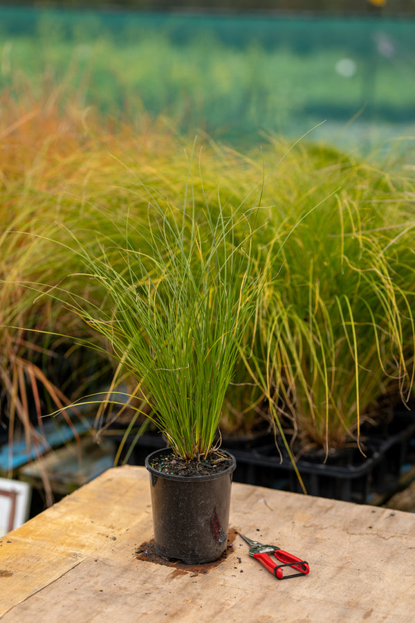 Carex Joho – CJ's Plant Farm