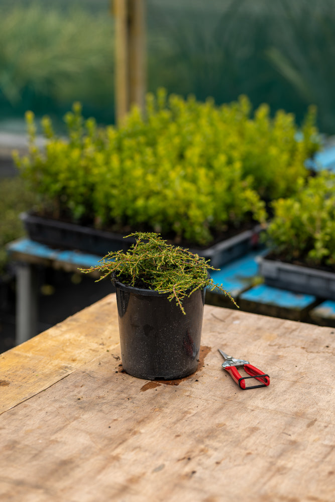 Buy Coprosma Hawera NZ | Compact Native Hedge Plant – CJ's Plant Farm