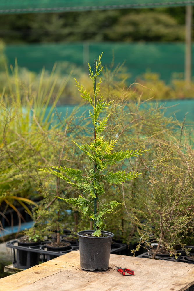 Buy Cupressus Robinson’s Gold NZ | Golden Cypress Hedge Plant – CJ's ...