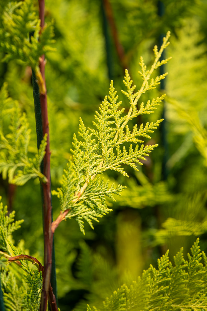 Buy Cupressus Robinson’s Gold NZ | Golden Cypress Hedge Plant – CJ's ...