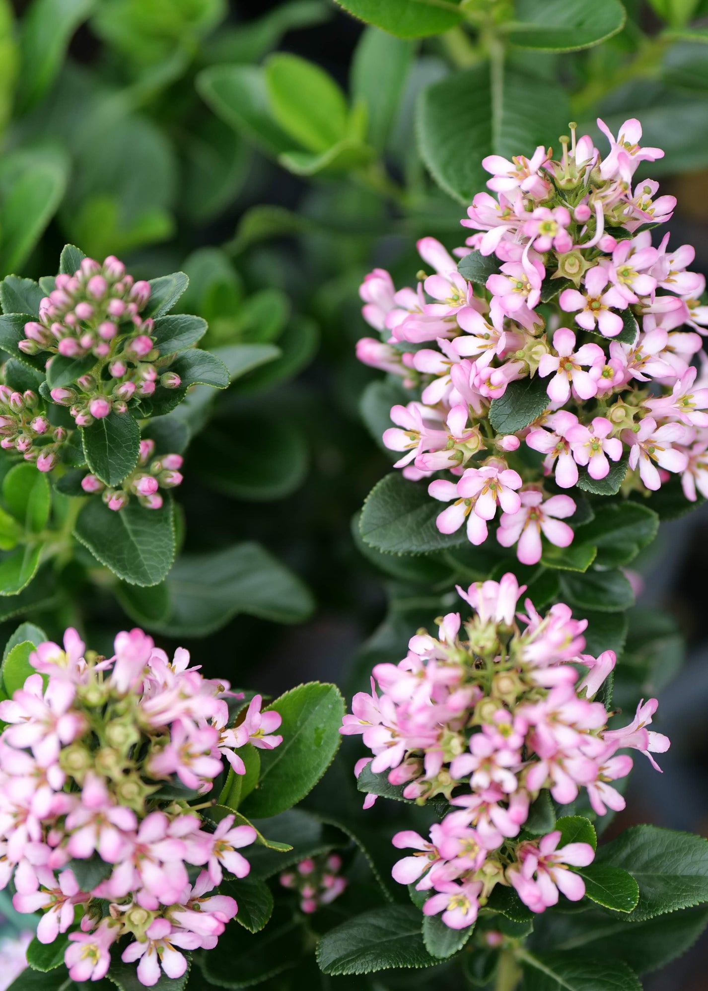 Escallonia Pink Elle Verliert Bltter