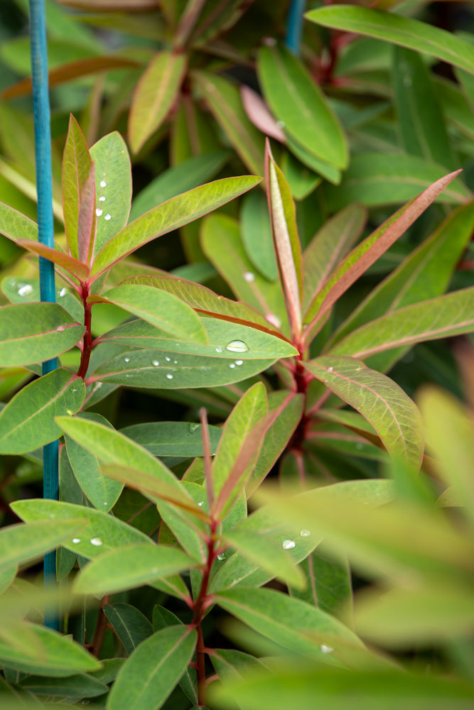 Euphorbia Fireglow – CJ's Plant Farm