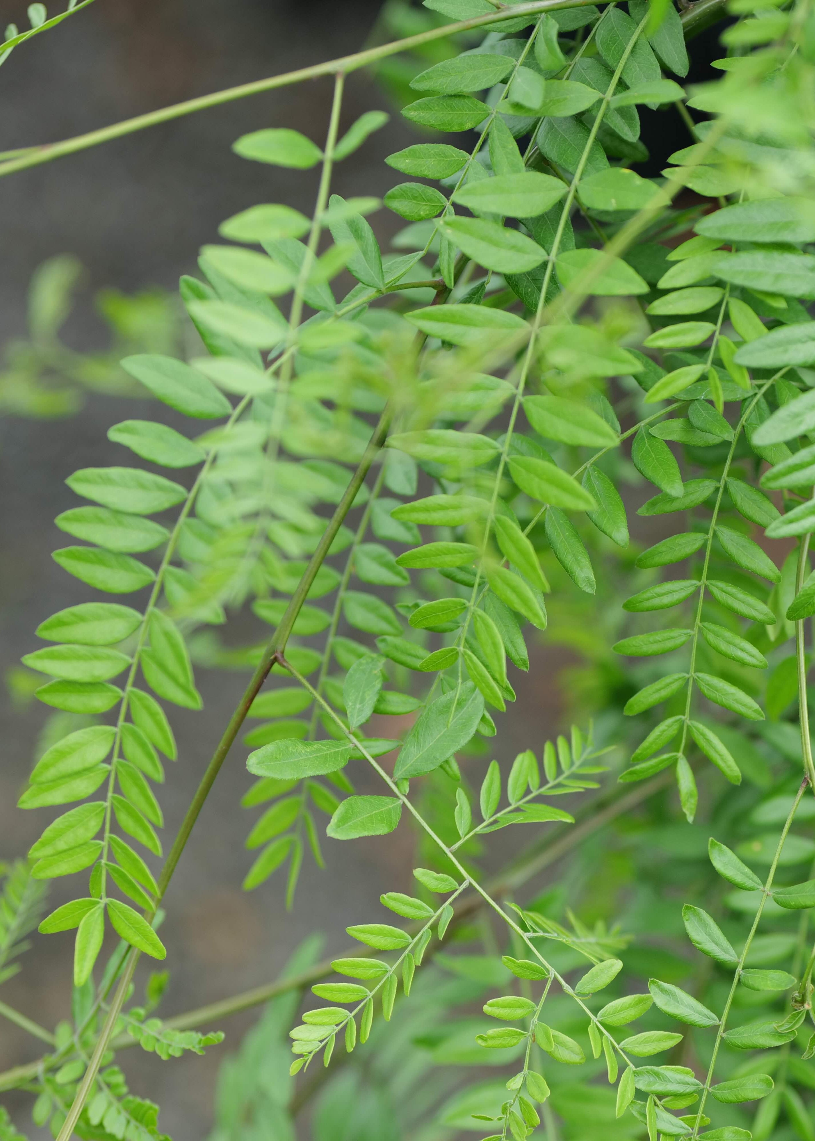 Gleditsia ‘Emerald Cascade’ – CJ's Plant Farm
