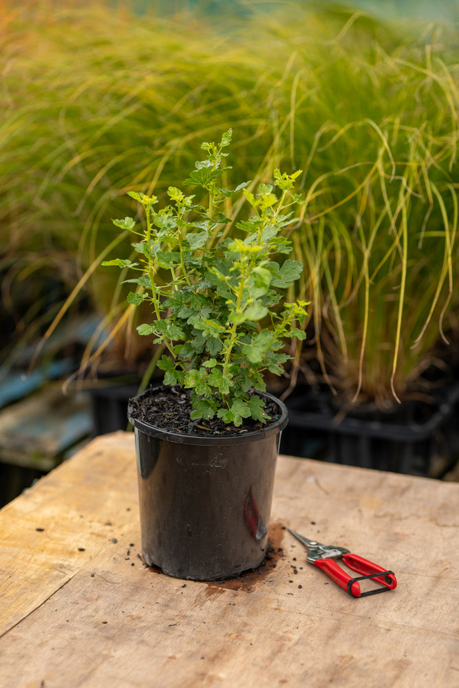 Gooseberry Pax – CJ's Plant Farm