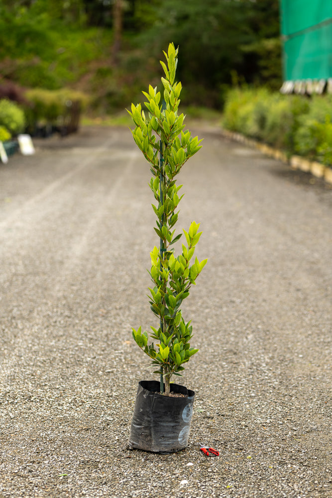 Buy Bay Tree - Laurus nobilis – CJ's Plant Farm