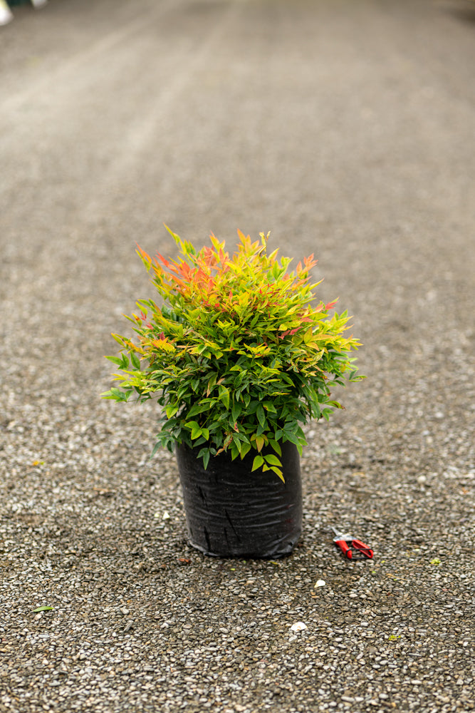 Buy Nandina ‘Gulf Stream’ – Compact Evergreen Shrub with Colourful ...
