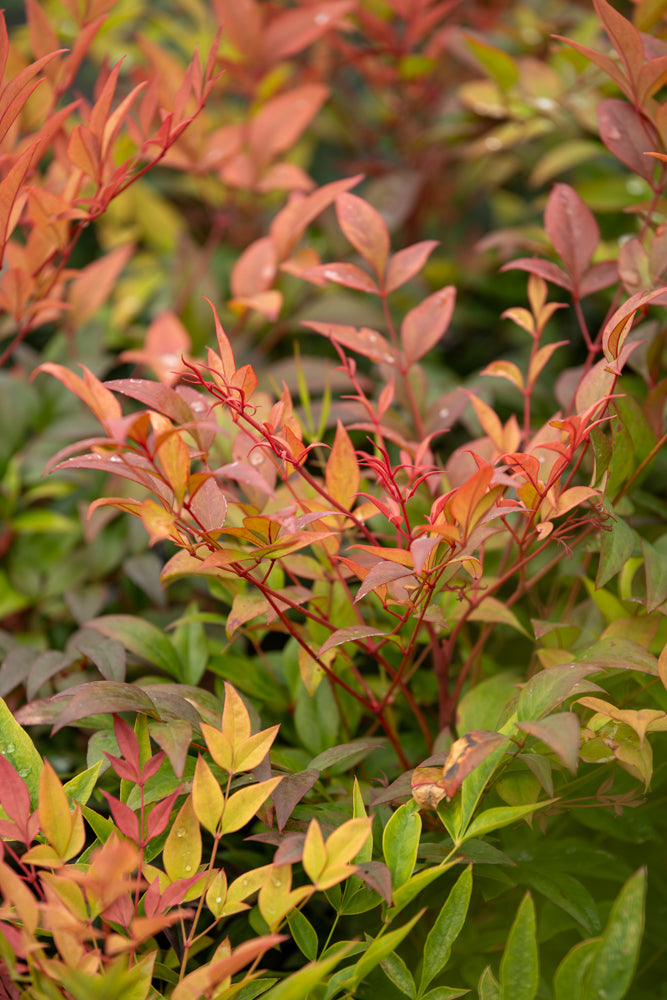 Buy Nandina ‘Gulf Stream’ – Compact Evergreen Shrub with Colourful ...