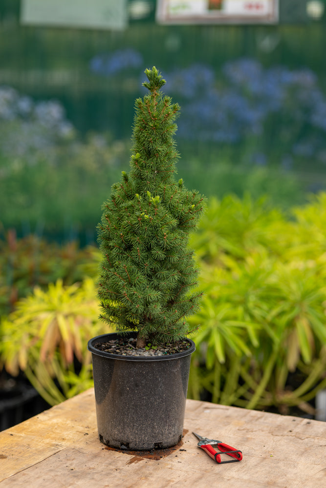 Christmas Tree - Picea Glauca Conica – CJ's Plant Farm