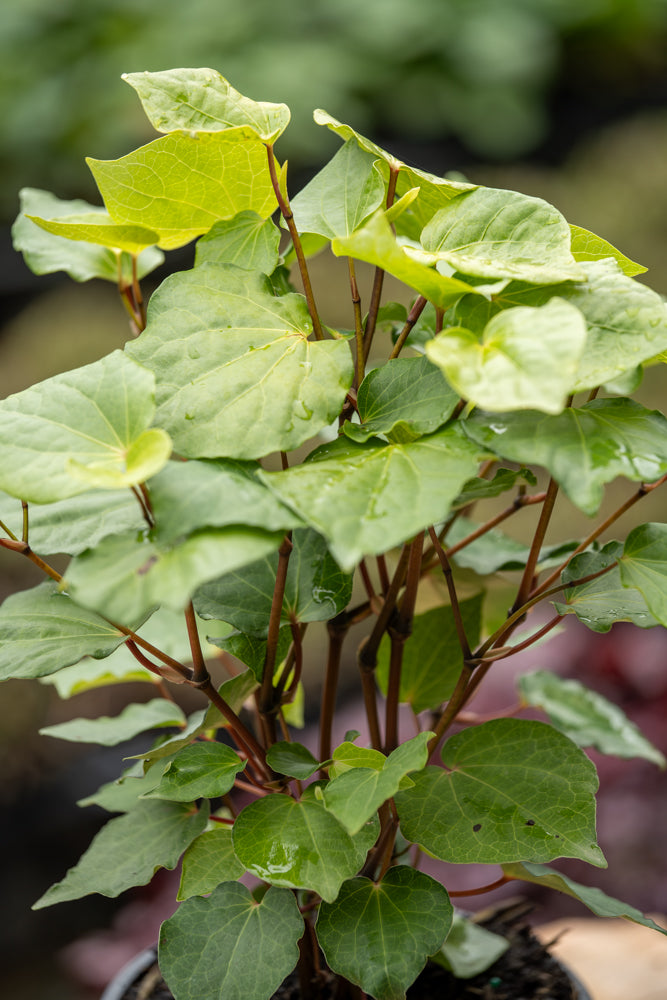 Piper Excelsum – CJ's Plant Farm