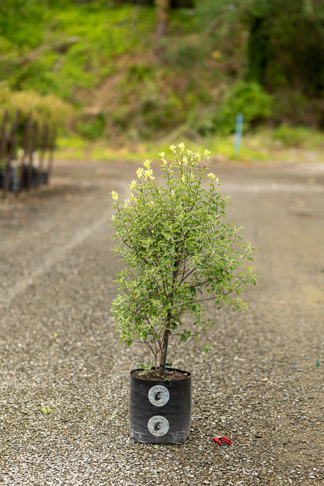 Buy Pittosporum Tenuifolium - Kohuhu Black Matipo – CJ's Plant Farm