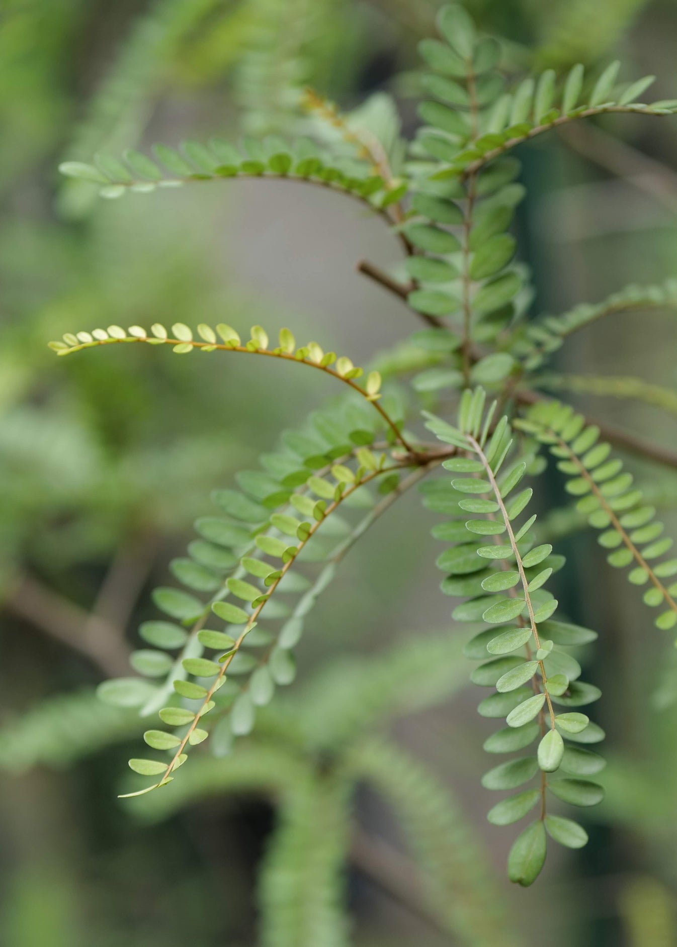 Sophora Molloyi – CJ's Plant Farm