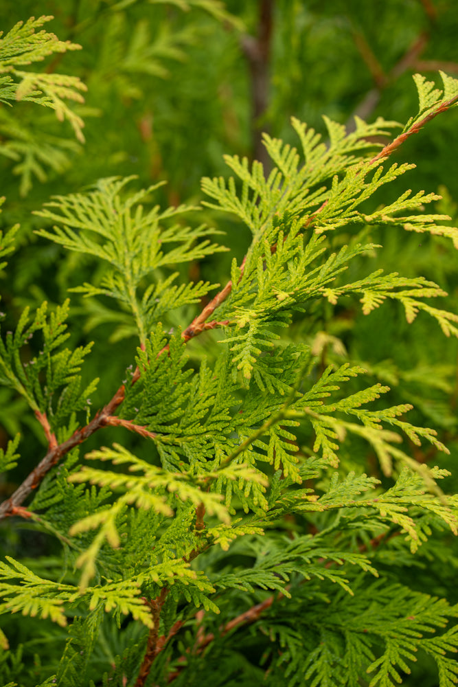 Buy Thuja Green Giant Cypress – CJ's Plant Farm