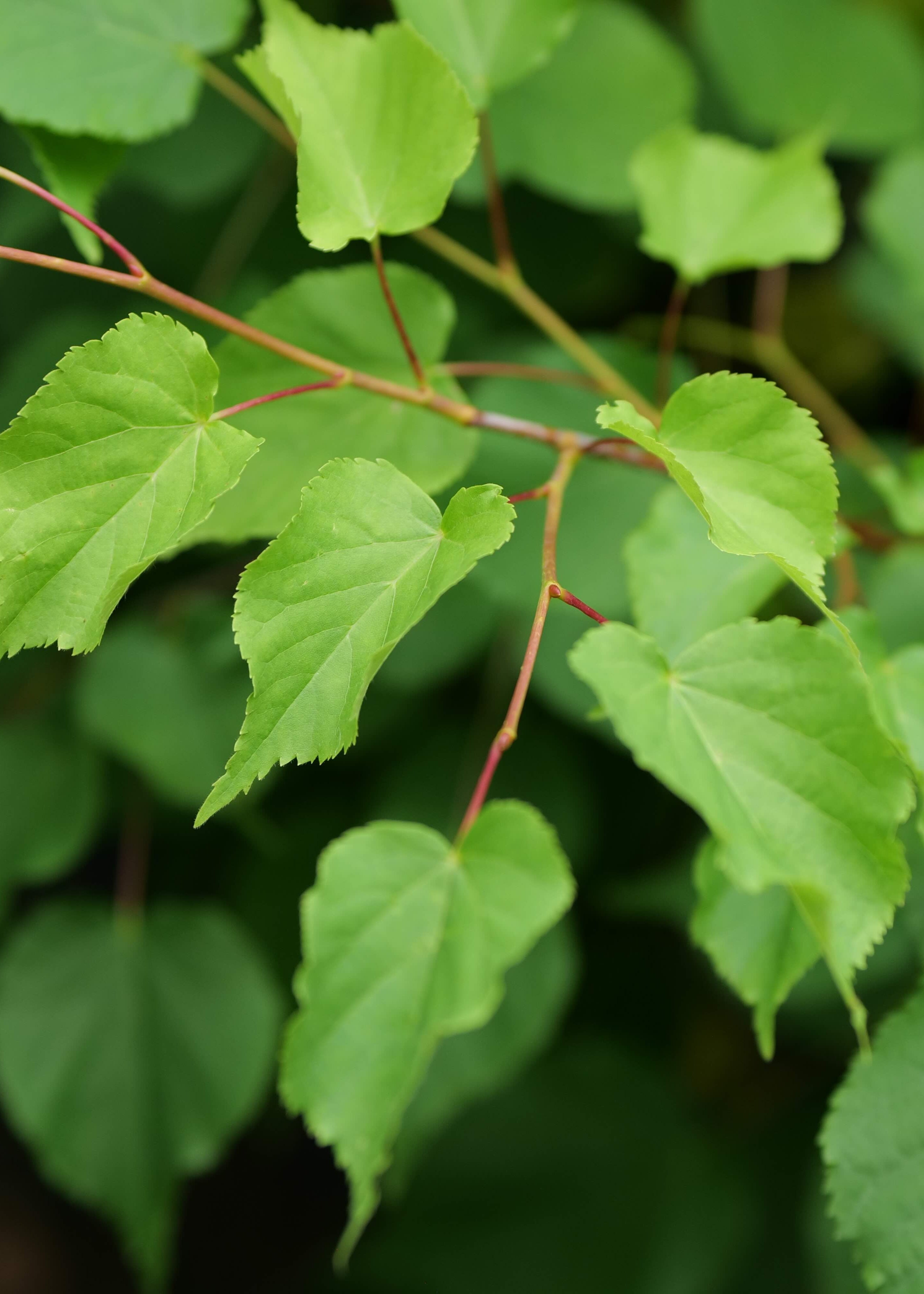 Tilia Cordata – CJ's Plant Farm
