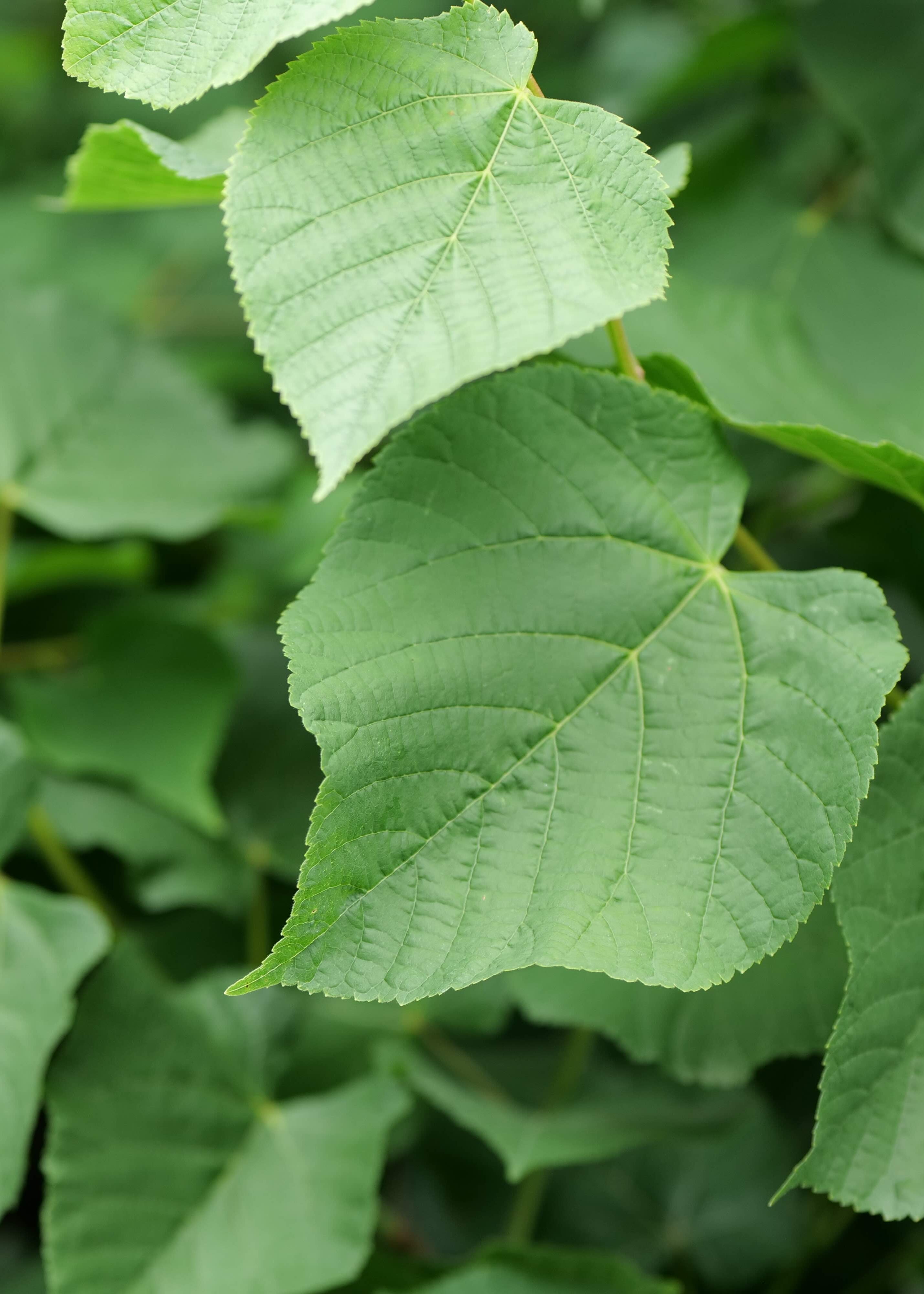 Tilia X Europaea – CJ's Plant Farm